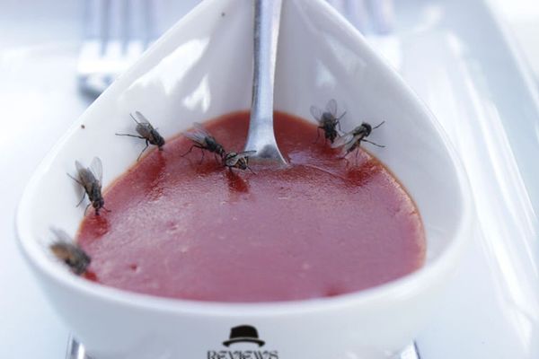 Mouth Larva or Oral Myiasis: Causes, Symptoms & Treatment